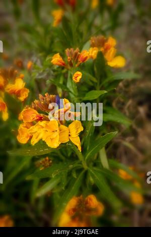 Dazzling yellow Erysimum, wallflower, flowering in a residential garden ...