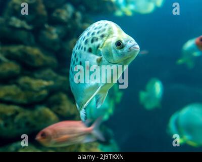Fish of the spiny family Acanthuridae swimming in the aquarium. This is ...