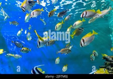 Fish of the spiny family Acanthuridae swimming in the aquarium. This is ...