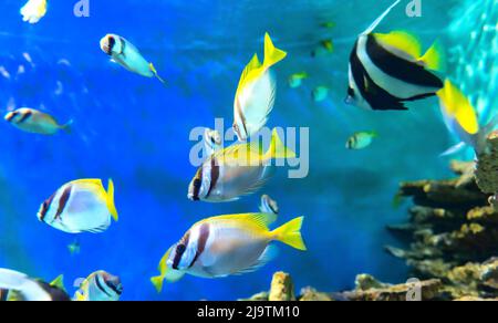 Fish of the spiny family Acanthuridae swimming in the aquarium. This is ...