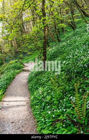 Wild Garlic, Allium ursinum over the stream Stock Photo - Alamy