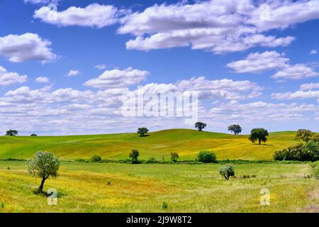Cork oaks at Ourique, Alentejo. Portugal is the world's biggest ...