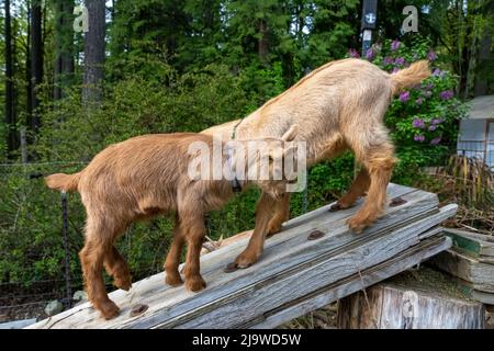 Young goat climb on wooden trunk posing in the field Stock Photo - Alamy