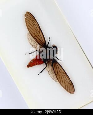 Close up of cicada beetle on tree bark Stock Photo - Alamy