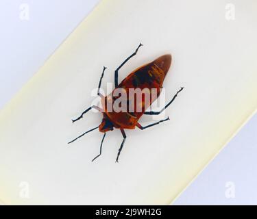 Perspex encased shield bug specimen seen from above on a white ...