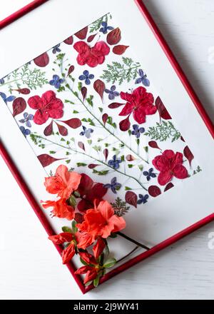 Azalea flowers and buds prepared for the pressed against the background ...