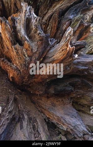 Roots of fallen sequoia, giant redwood tree trunk in forest. Uprooted ...