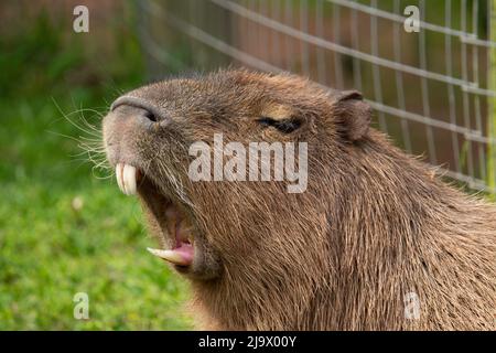 Capybara (Hydrochoerus hydrochaeris) head and shoulders of a Capybara ...