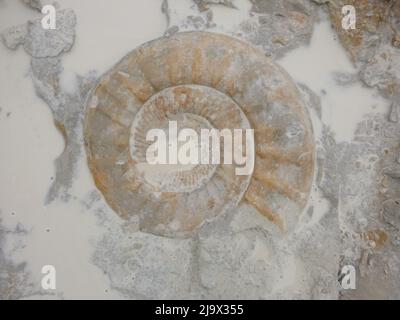 Ammonite from Drügendorf. Bavaria. Germany Stock Photo - Alamy