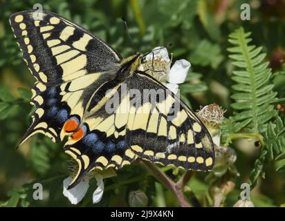 swallowtail butterfly (Papilio machaon britannicus) adult feeding on ...
