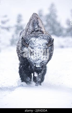 American Bison bull (Bison bison) walking through winter snow in the ...