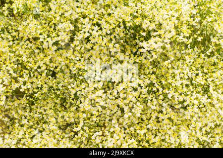 Beautiful Gypsophila elegant beige small flowers with light background ...