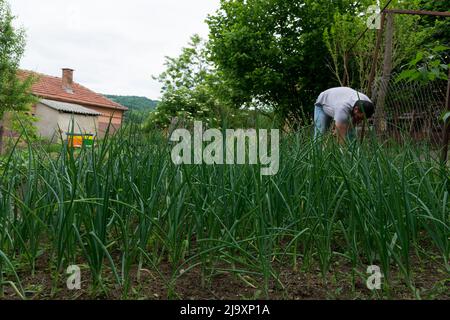 Farmer works in soil to plant young tomato seedlings at garden bed ...