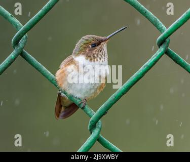 Talamanca Volcano Hummingbird closeup in a green leafy shrub Stock ...