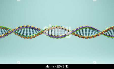 DNA molecule with the double polynucleotide spiral - top view 3d ...