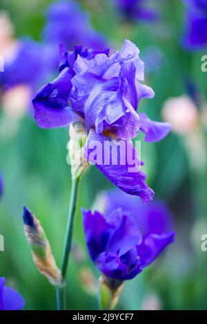 Iris, (hybrid) blooms from May, garden, gardening, flowers in the ...