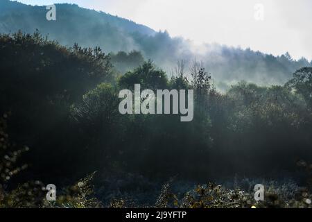 The beautiful tyndall effect at forest Stock Photo - Alamy