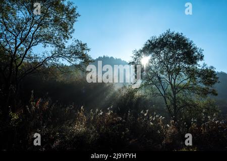 The beautiful tyndall effect at forest Stock Photo - Alamy