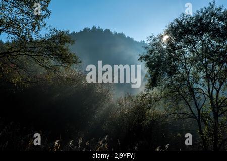 The beautiful tyndall effect at forest Stock Photo - Alamy