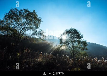The beautiful tyndall effect at forest Stock Photo - Alamy