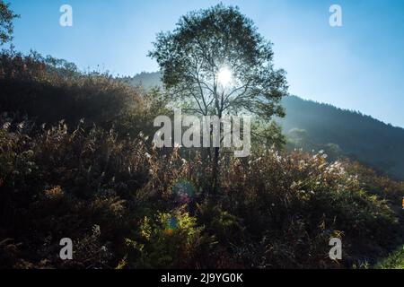 The beautiful tyndall effect at forest Stock Photo - Alamy