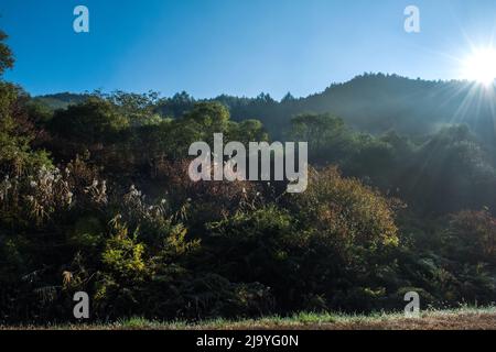 The beautiful tyndall effect at forest Stock Photo - Alamy