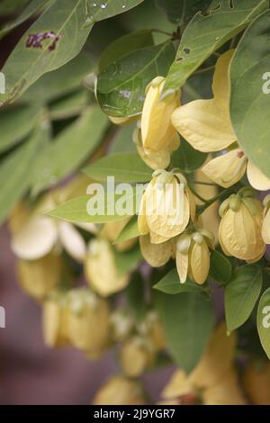 Sri lankan beautiful flower and gurden image for wallpaper and other ...