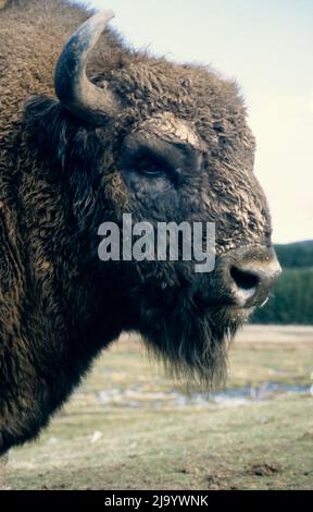 Bison bonasus, European Bison Stock Photo - Alamy