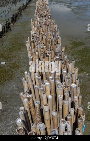 People planting mangrove trees on an intertidal zone in Jakarta coastal ...