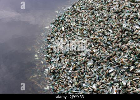Piles of empty shells of shellfish at a water, Thailand Stock Photo - Alamy
