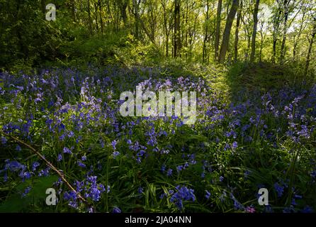 Bluebells in a wood in North Wales, UK Stock Photo - Alamy