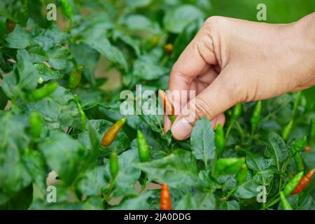 Human hand picking fresh chili pepper in the plantation Stock Photo - Alamy