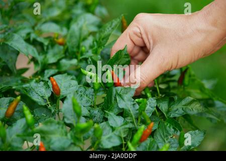Human hand picking fresh chili pepper in the plantation Stock Photo - Alamy