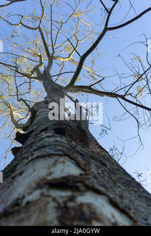 A full-grown Kashi tree in an Indian forest region. A variety of ...