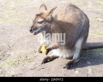 Wallaby enjoying a snack in warm sunshine Stock Photo - Alamy