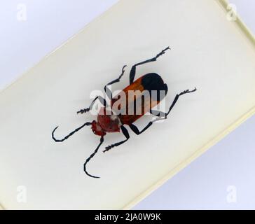 Perspex encased specimen seen from above on a white background ...