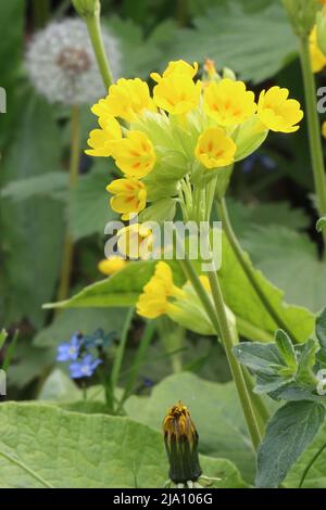 Close up of a beautiful yellow flower Stock Photo - Alamy