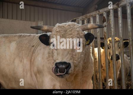 White Park bull in barn Stock Photo - Alamy