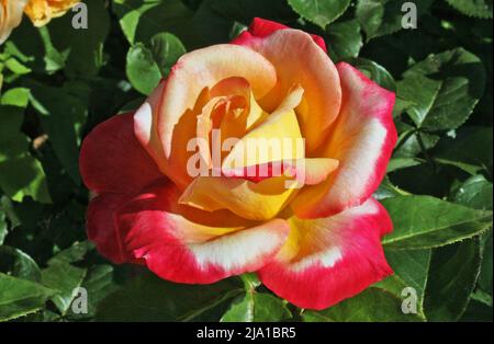 Rose Pullman Orient Express, Jardin des Plantes, Paris, France Stock ...
