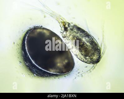 Copepod Cyclops is small crustacean found in freshwater pond ...