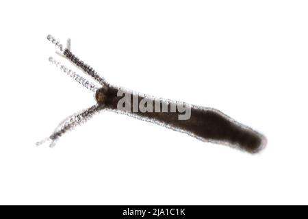 Hydra protozoa animal Stock Photo - Alamy