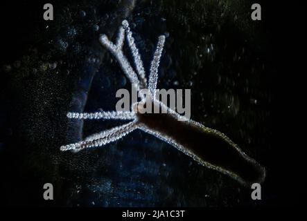 Hydra vulgaris under a light microscope, freshwater hydra taken from ...