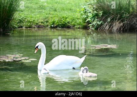 Vienna, Austria. Mute swan with chicks (Cygnus olor) in the Floridsdorf ...
