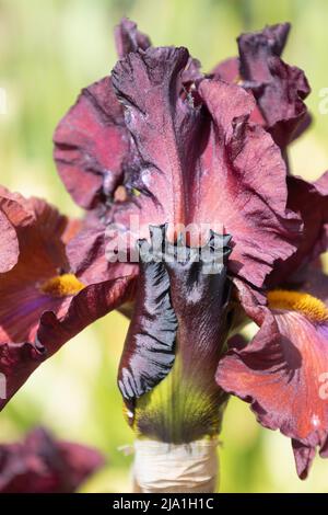 Iris 'Grateful Red' Stock Photo - Alamy