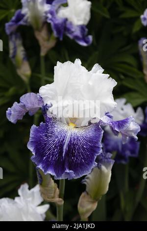 Iris 'Tidal Raves' Stock Photo - Alamy