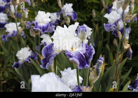 Iris 'Tidal Raves' Stock Photo - Alamy