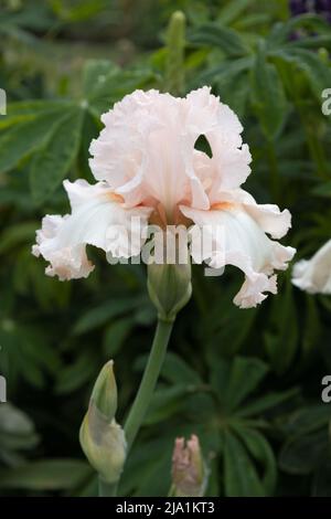 Iris 'Blush Hour' Stock Photo - Alamy