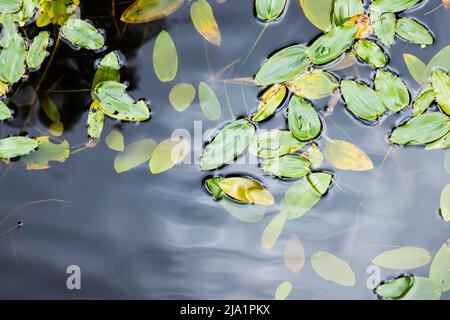 floating-leaved pondweed (Potamogeton natans Stock Photo - Alamy