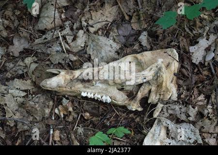 Dead pig lying on the ground Stock Photo - Alamy