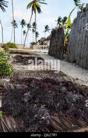 Red algae (Rhodophyta), Rhodophyceae, are laid out to dry, Jambiani ...
